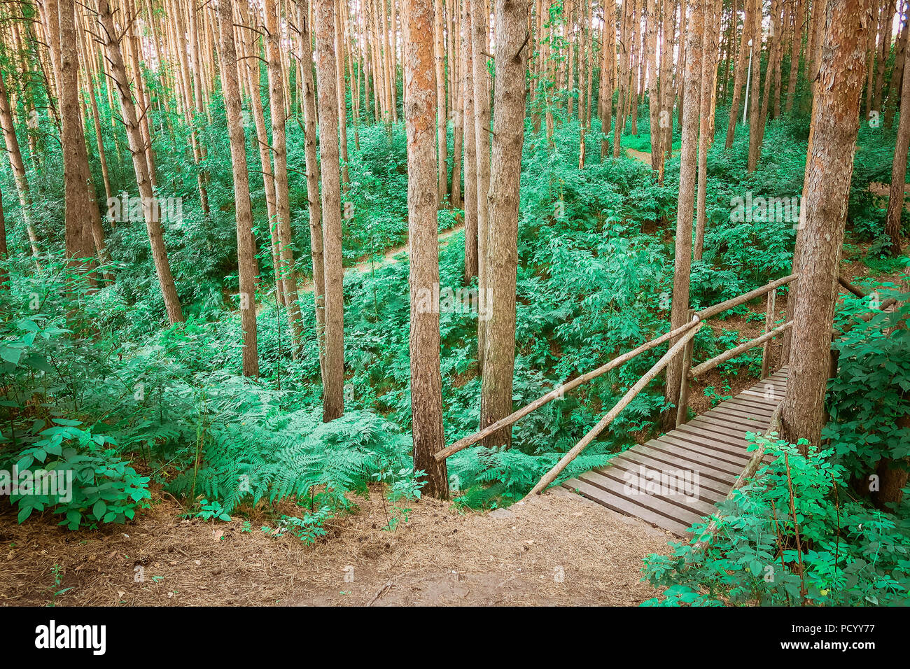 The wooden path leading through a green forest. View on tourist wooden ...