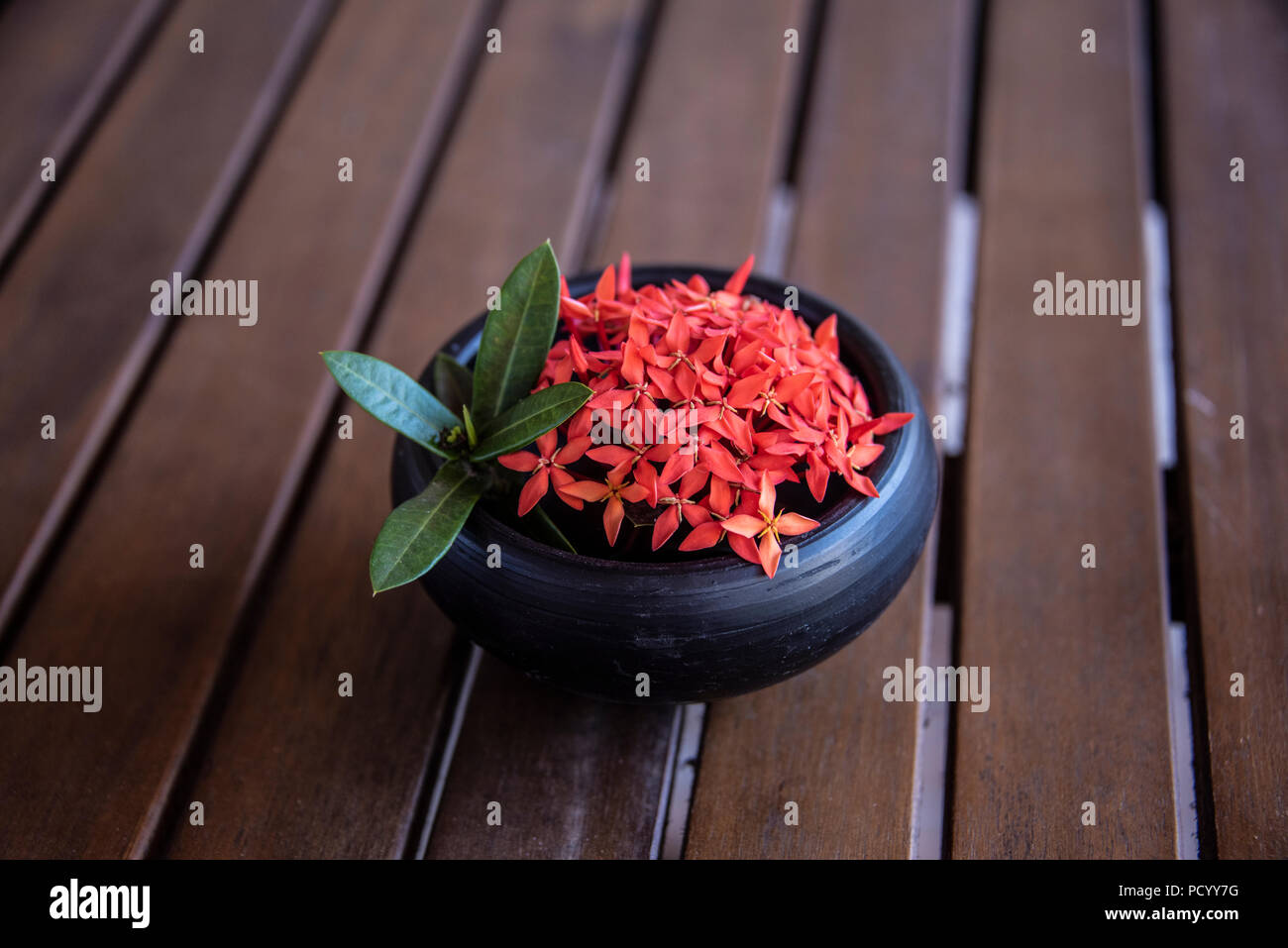 Ixora chinensis flower head and leaves in a small terracotta pot on a ...