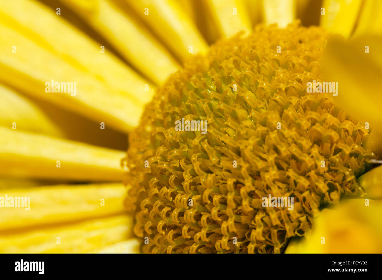 Central disc florets hi-res stock photography and images - Alamy