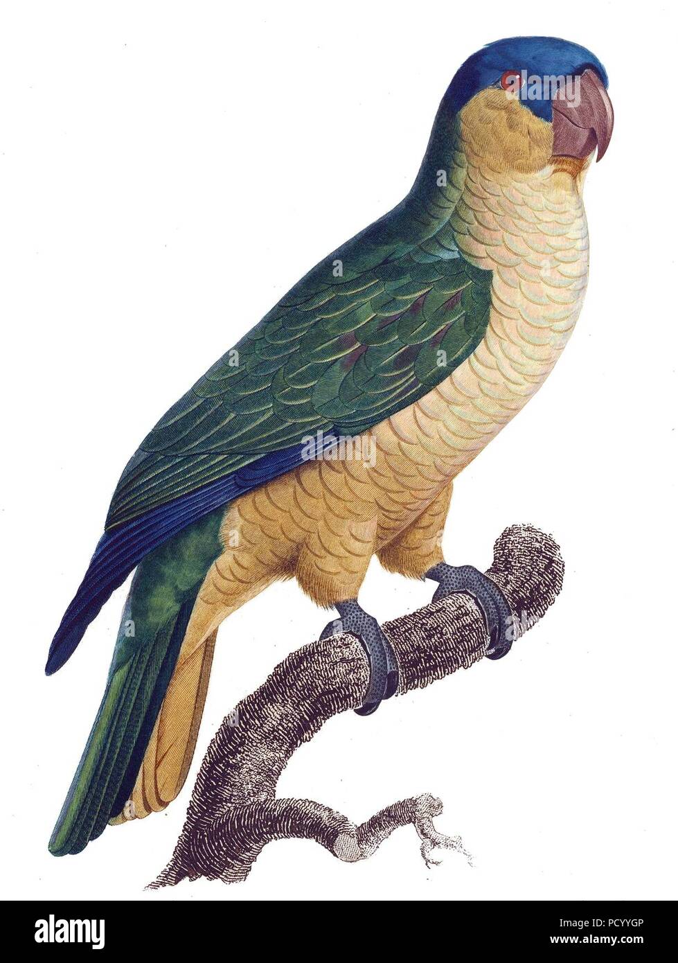 Amboina hi-res stock photography and images - Alamy