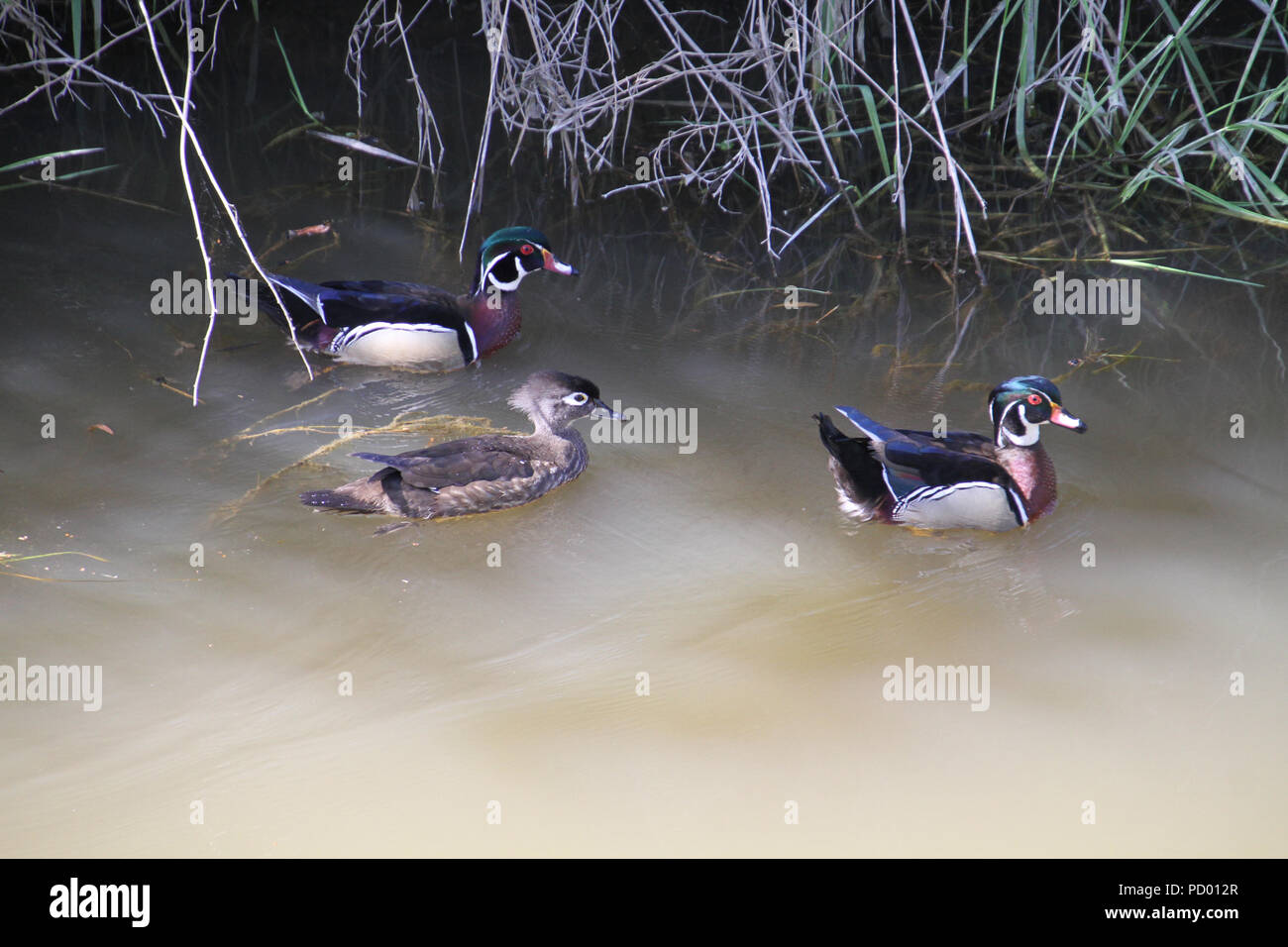 Muddy ditch hi-res stock photography and images - Alamy