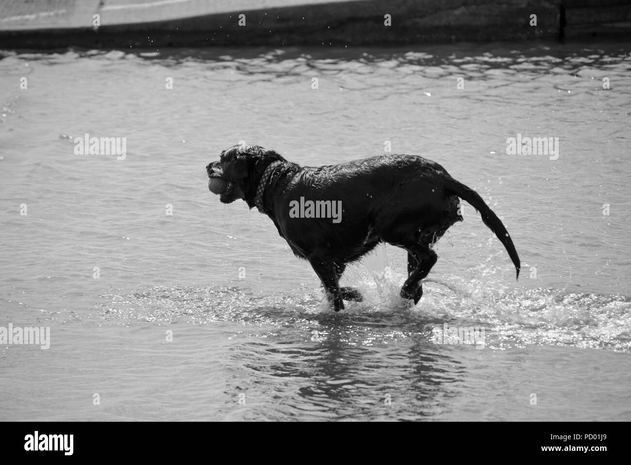 Dog water splash Black and White Stock Photos & Images - Alamy