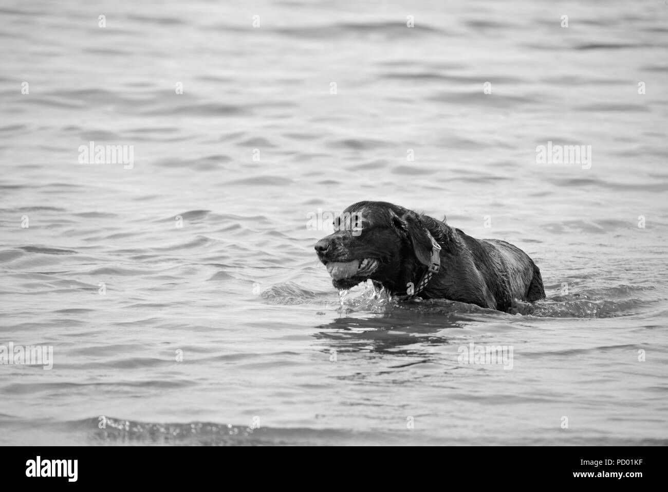Dog water splash Black and White Stock Photos & Images - Alamy