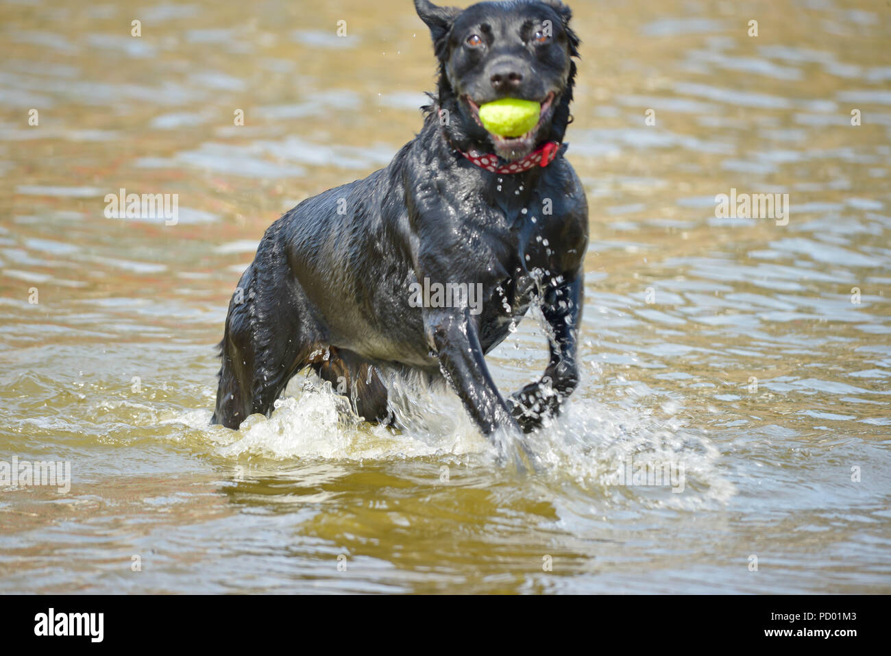 Dog making splash hi-res stock photography and images - Alamy