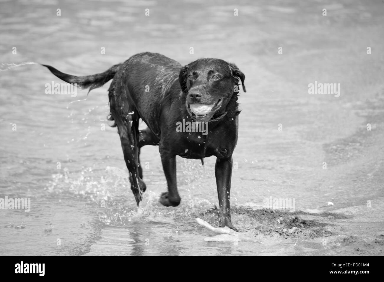 Dog making a splash in lake Stock Photo - Alamy