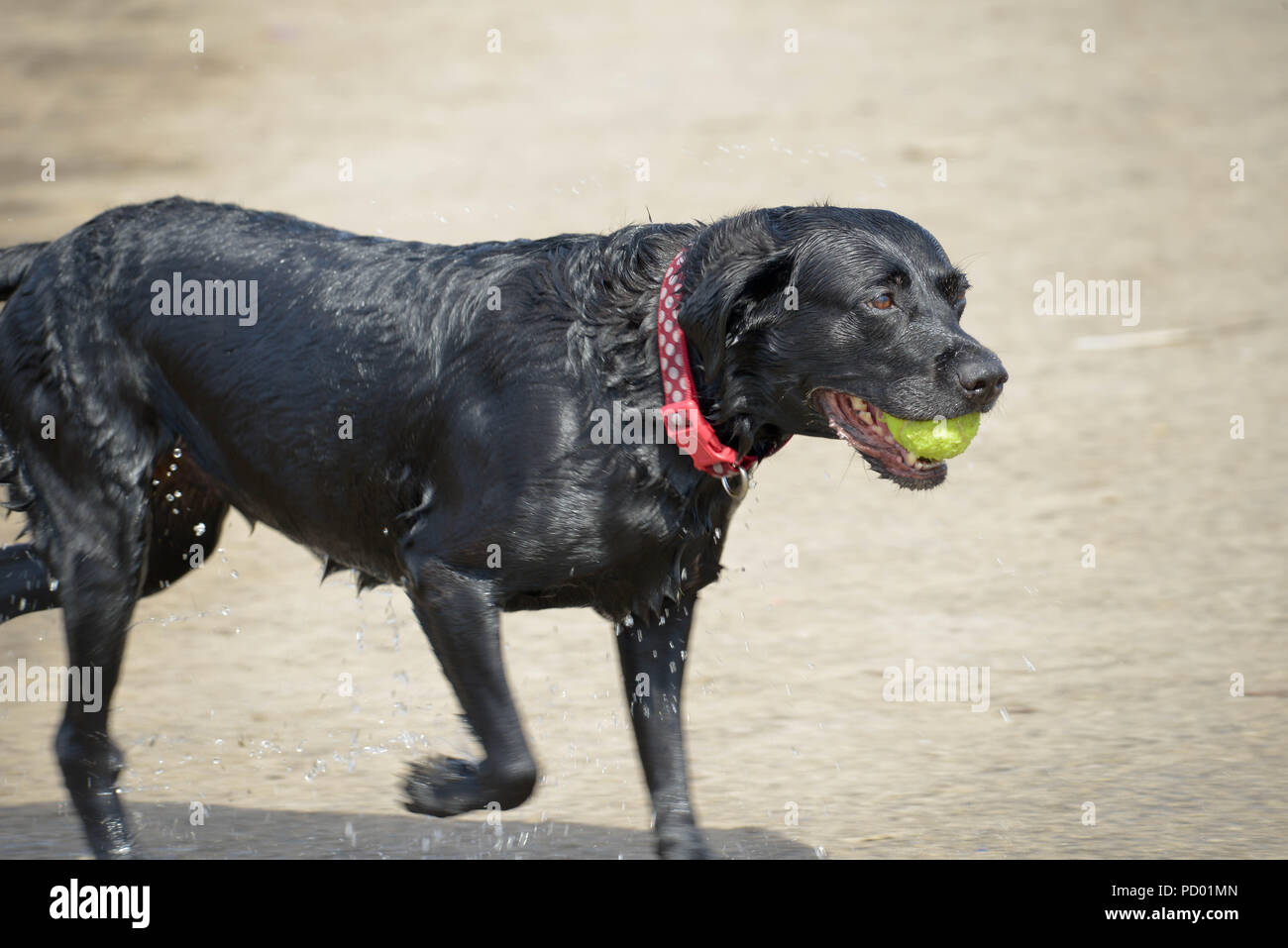 Dog making a splash in lake Stock Photo - Alamy