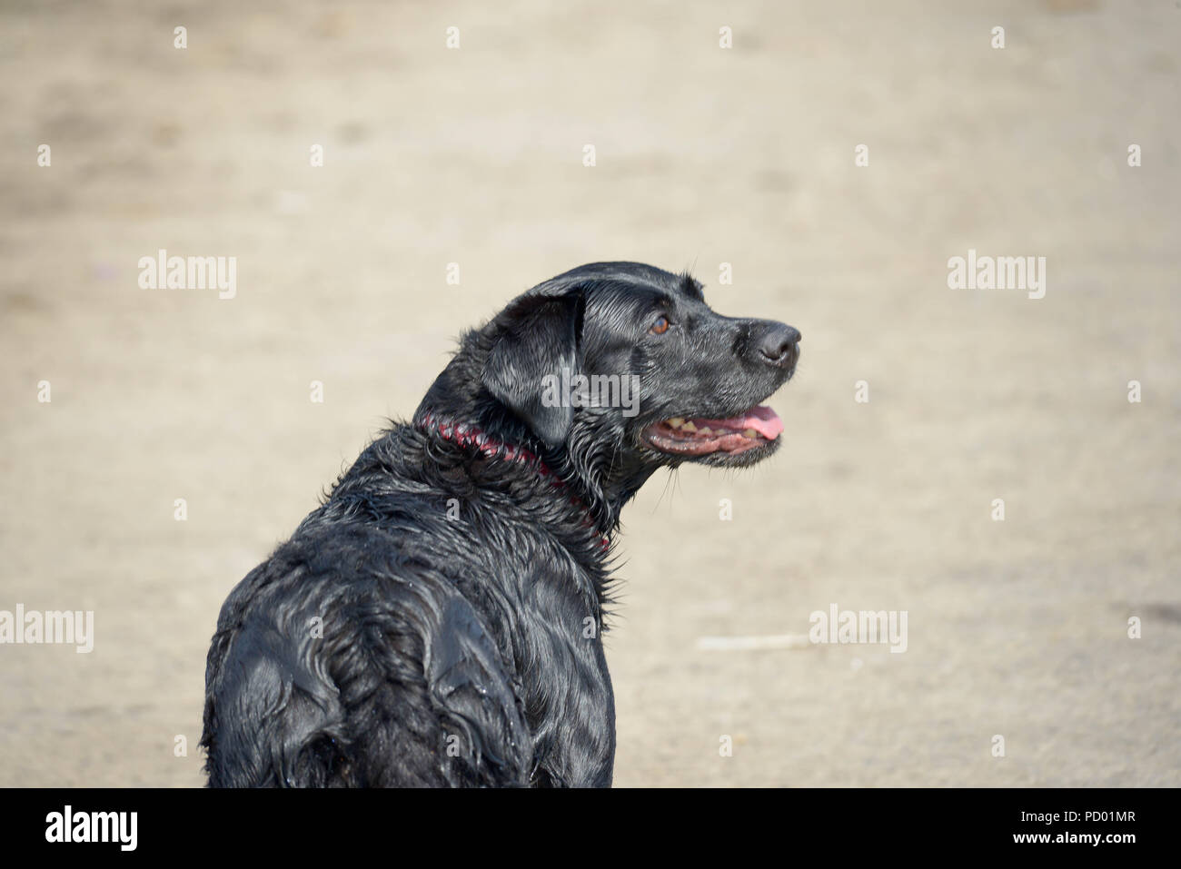 Dog making a splash in lake Stock Photo - Alamy