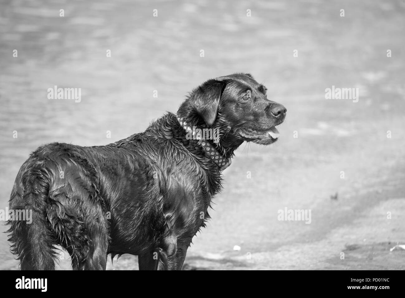Dog making a splash in lake Stock Photo - Alamy