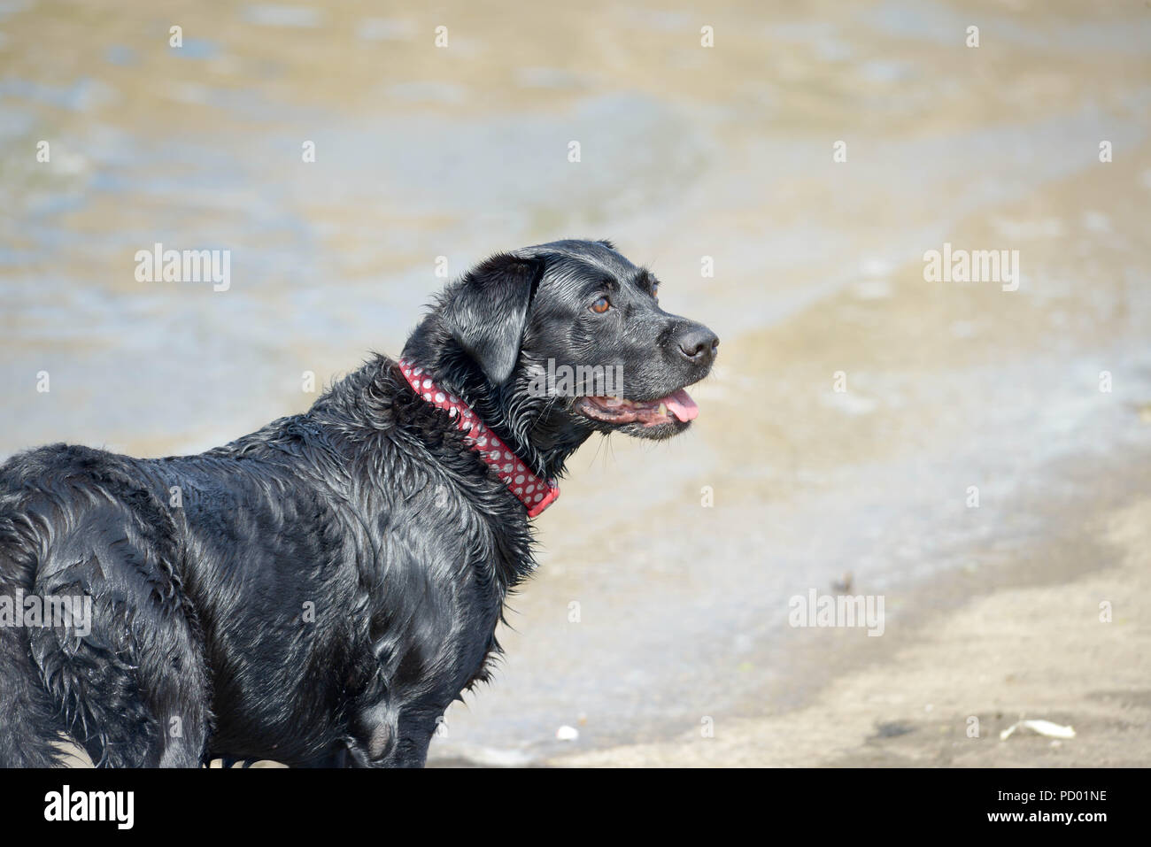 Dog making a splash in lake Stock Photo - Alamy