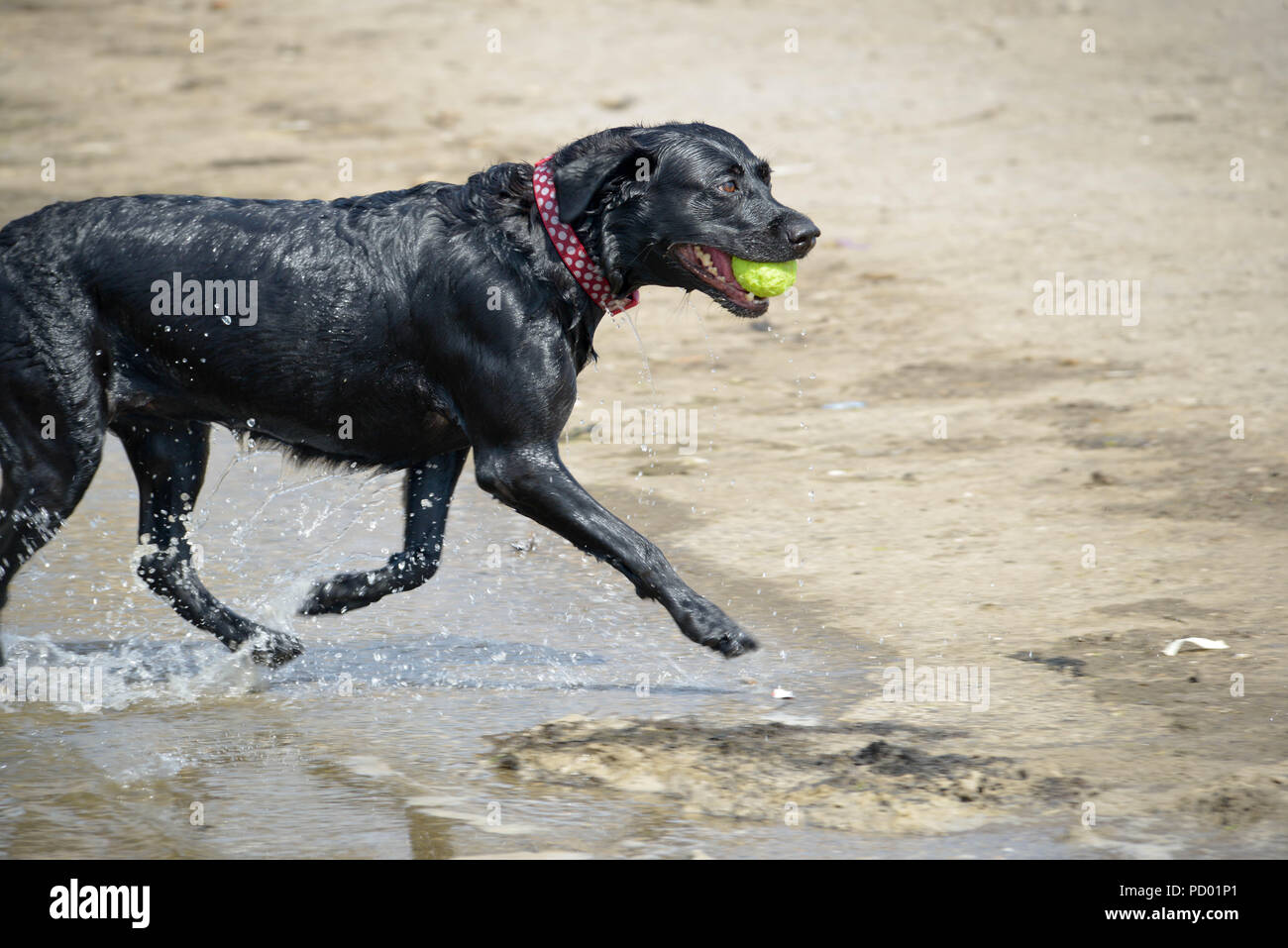 Dog making a splash in lake Stock Photo - Alamy