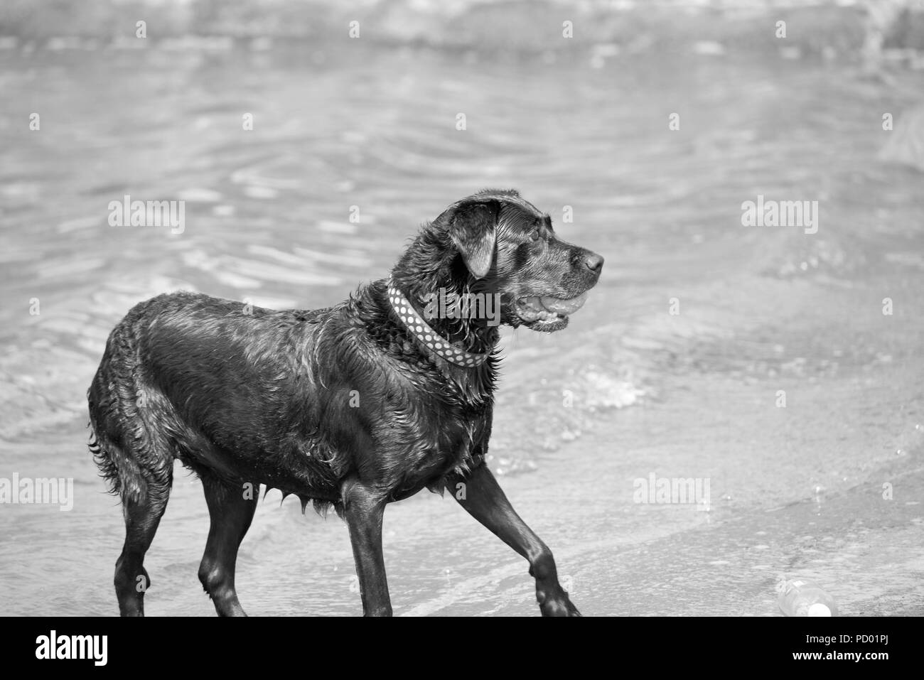 Dog making a splash in lake Stock Photo - Alamy