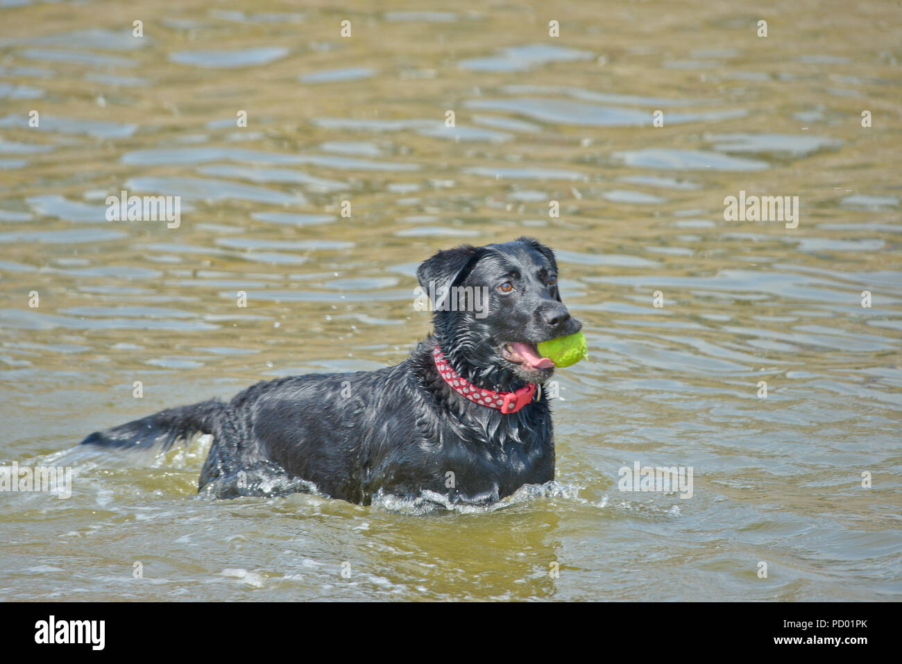 Dog making a splash in lake Stock Photo - Alamy