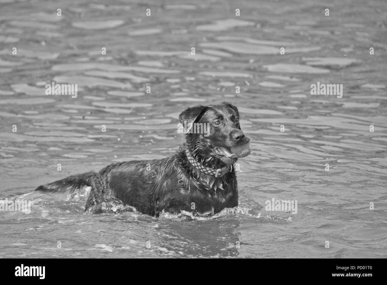 Dog water splash Black and White Stock Photos & Images - Alamy