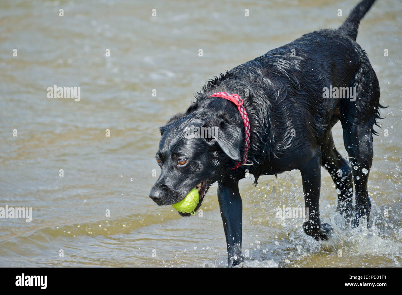 Dog making a splash in lake Stock Photo - Alamy