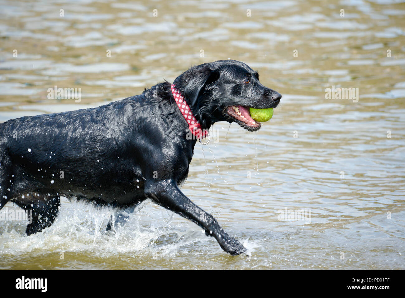 Dog making a splash in lake Stock Photo - Alamy