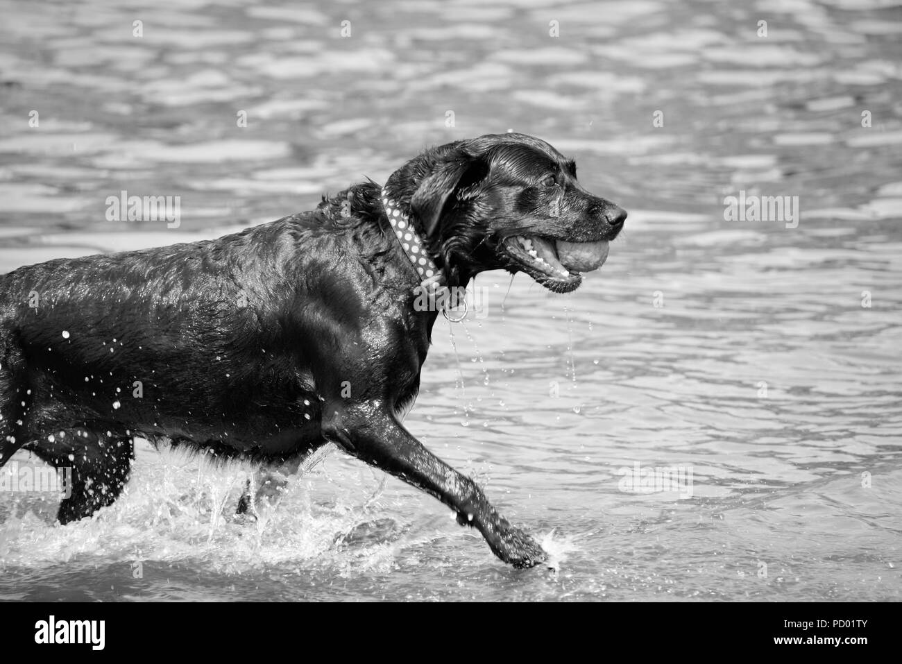 Dog water splash Black and White Stock Photos & Images - Alamy