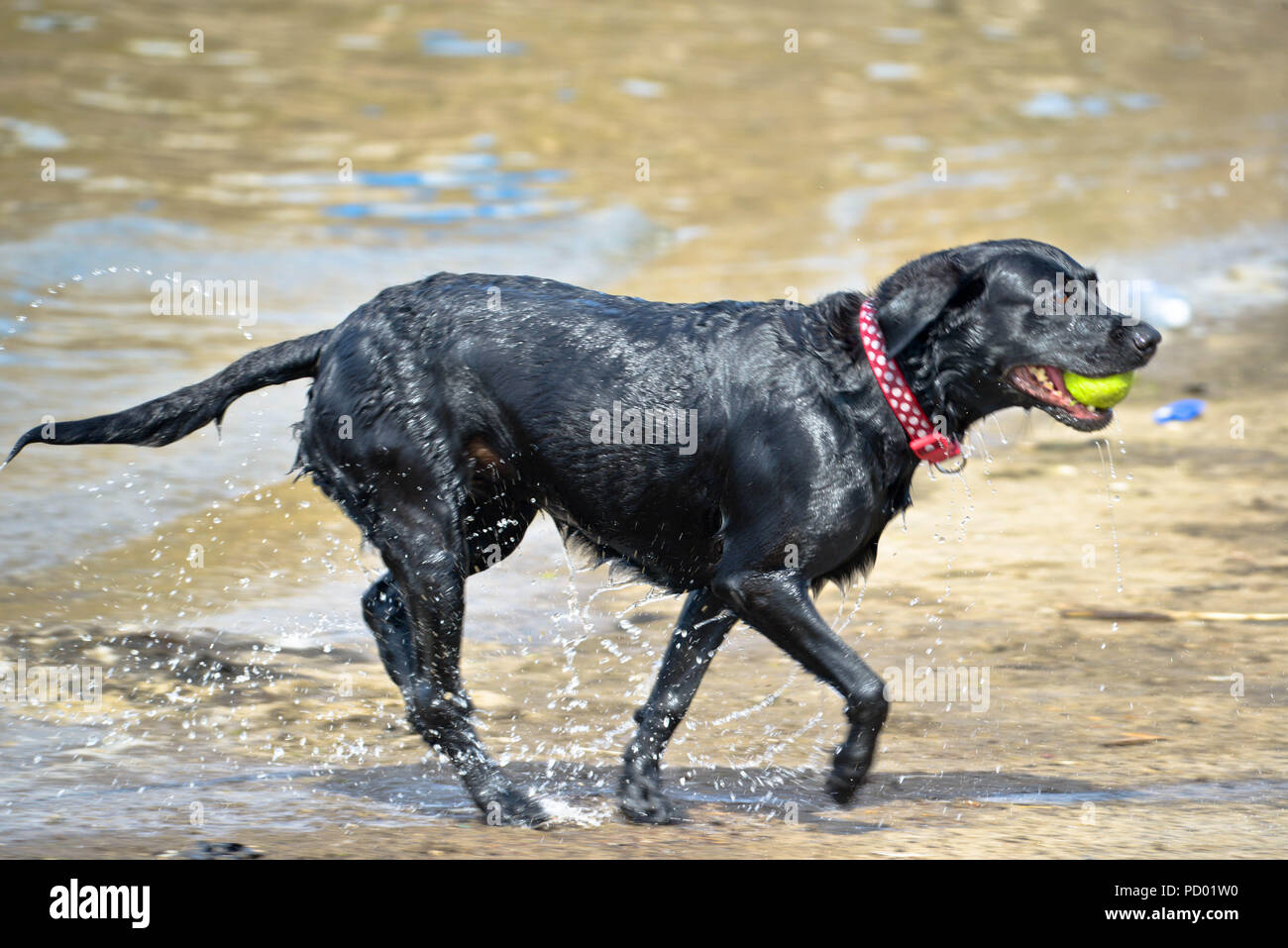 Dog making a splash in lake Stock Photo - Alamy