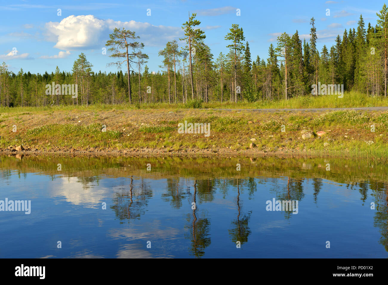 Summer landscape in Finnish Lapland. Northern Forest Lake Stock Photo ...