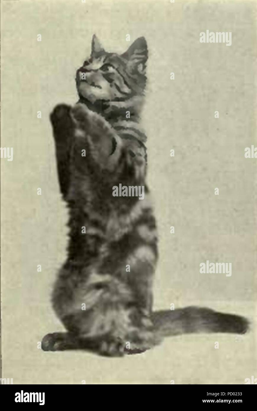 American Begging Cat Stock Photo - Alamy