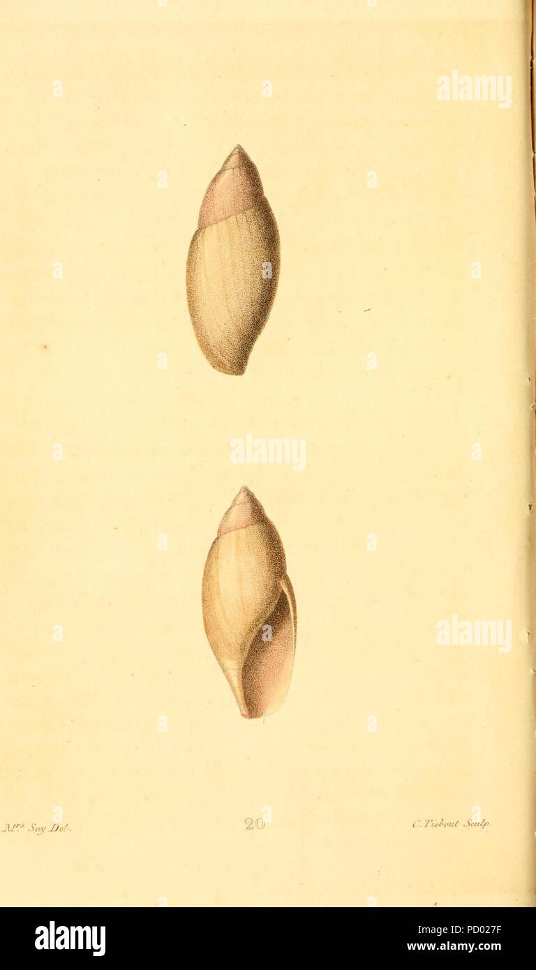 Historical conchology hi-res stock photography and images - Alamy