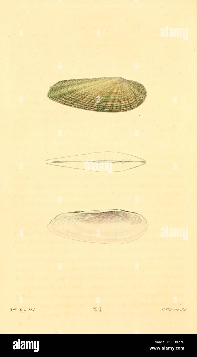 Historical conchology hi-res stock photography and images - Alamy