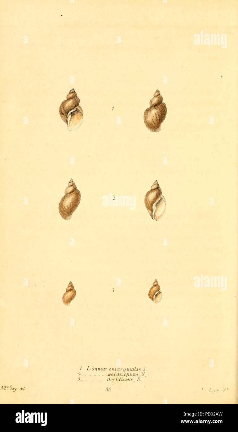 55 plate hi-res stock photography and images - Alamy