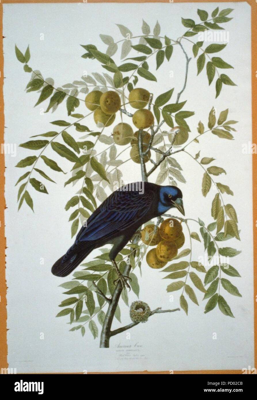 Vintage picture of crow hi-res stock photography and images - Alamy