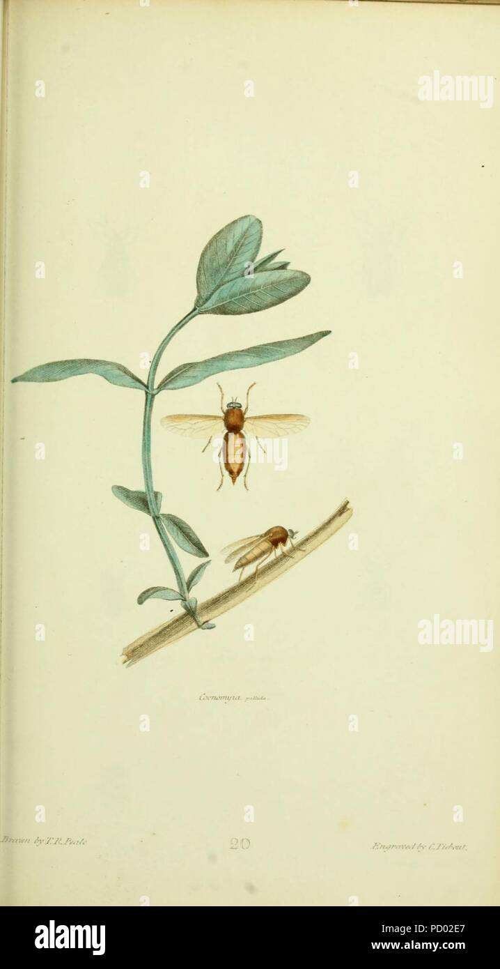 American entomology (Plate 20 Stock Photo - Alamy