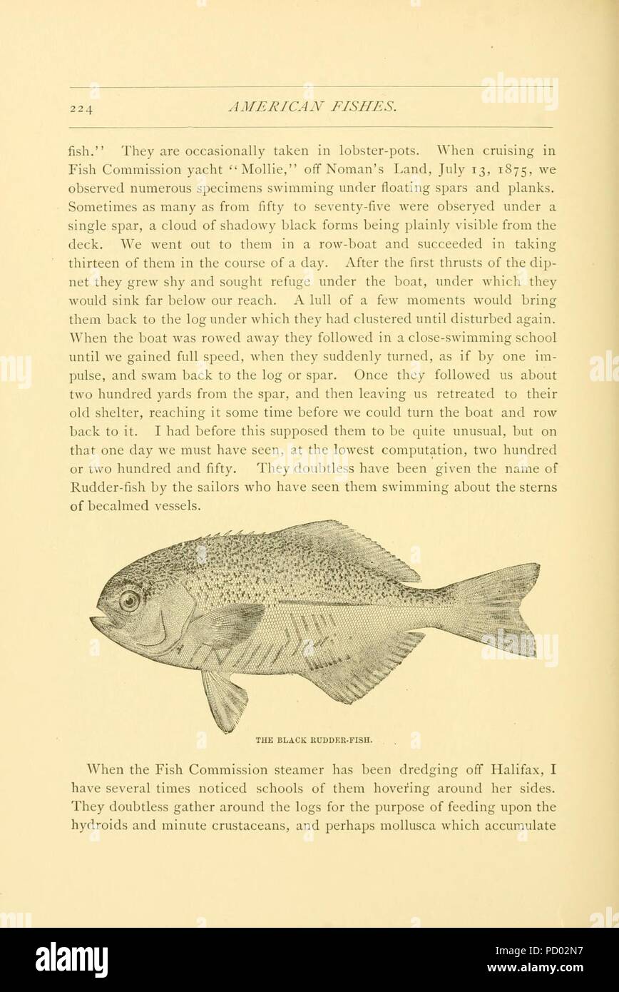 American rudder hi-res stock photography and images - Alamy