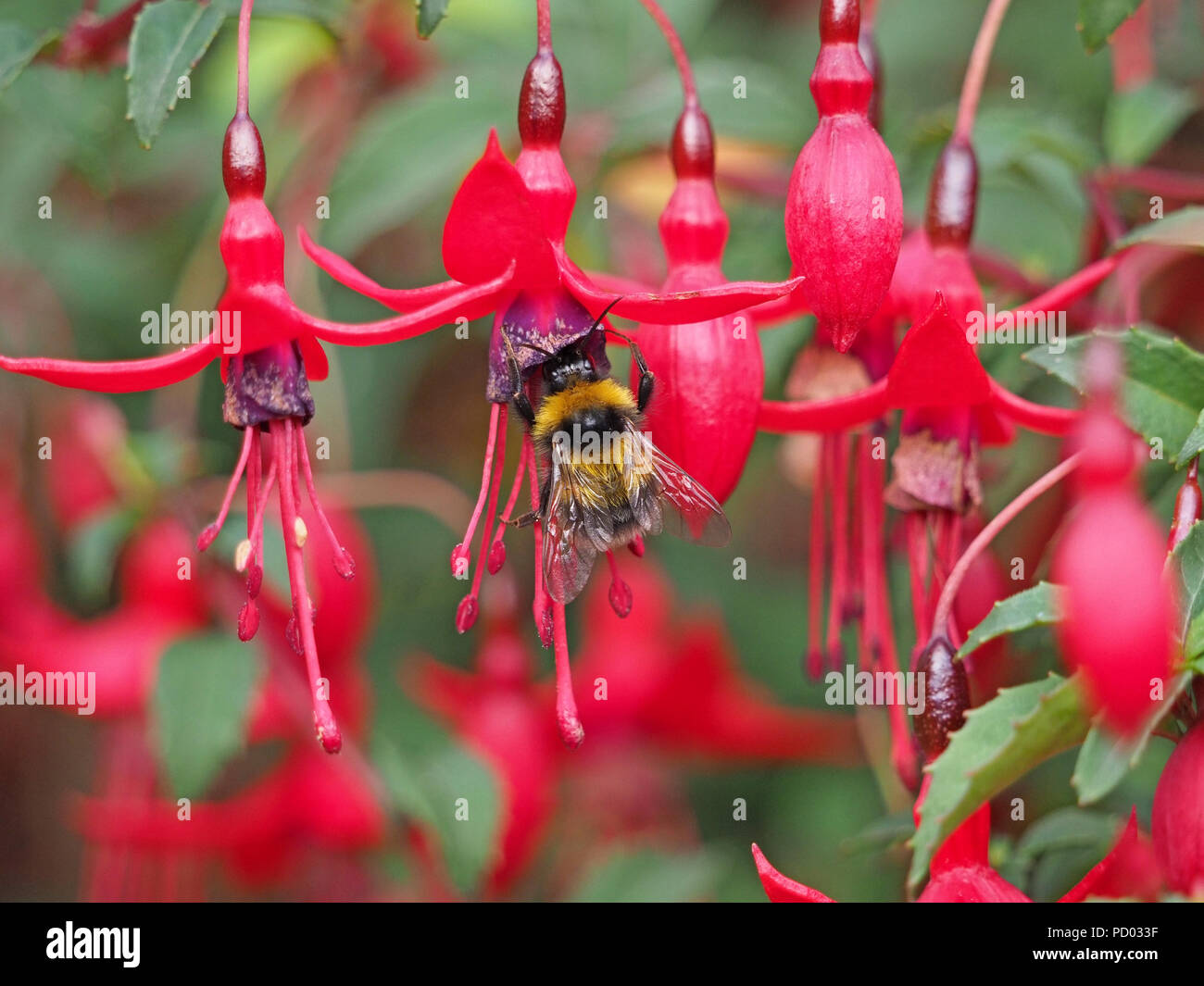 shining wings of Buff-tailed Bumble-bee (Bombus terrestris) feeding on ...