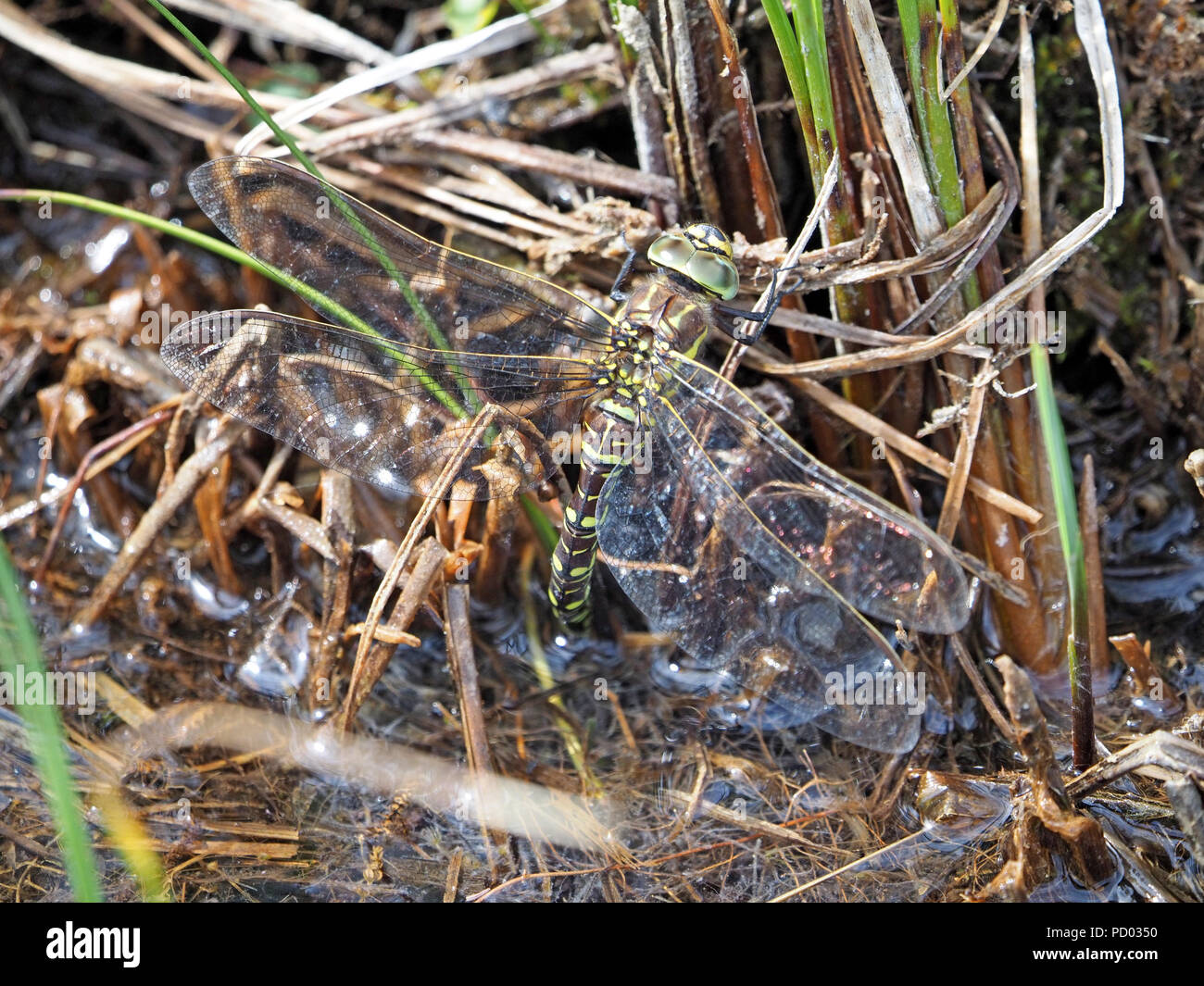Female Migrant Hawker Dragonfly (Aeshna mixta) ovipositing (laying eggs ...