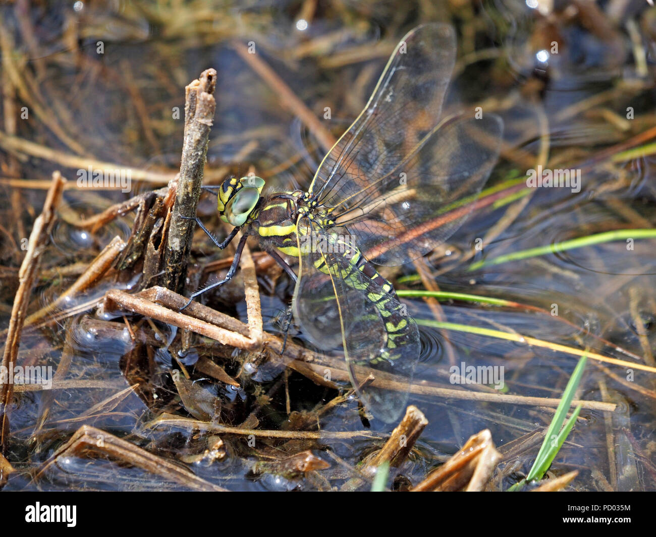 Female Migrant Hawker Dragonfly (Aeshna mixta) ovipositing (laying eggs ...