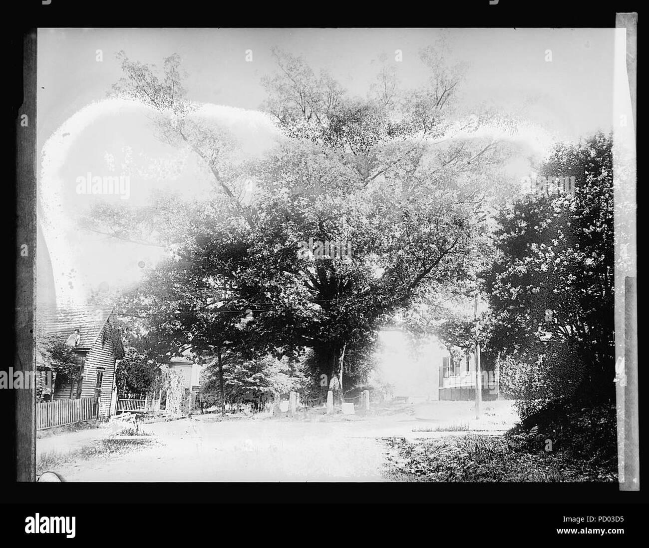 American Forestry Assn. Tree that owns itself Stock Photo - Alamy