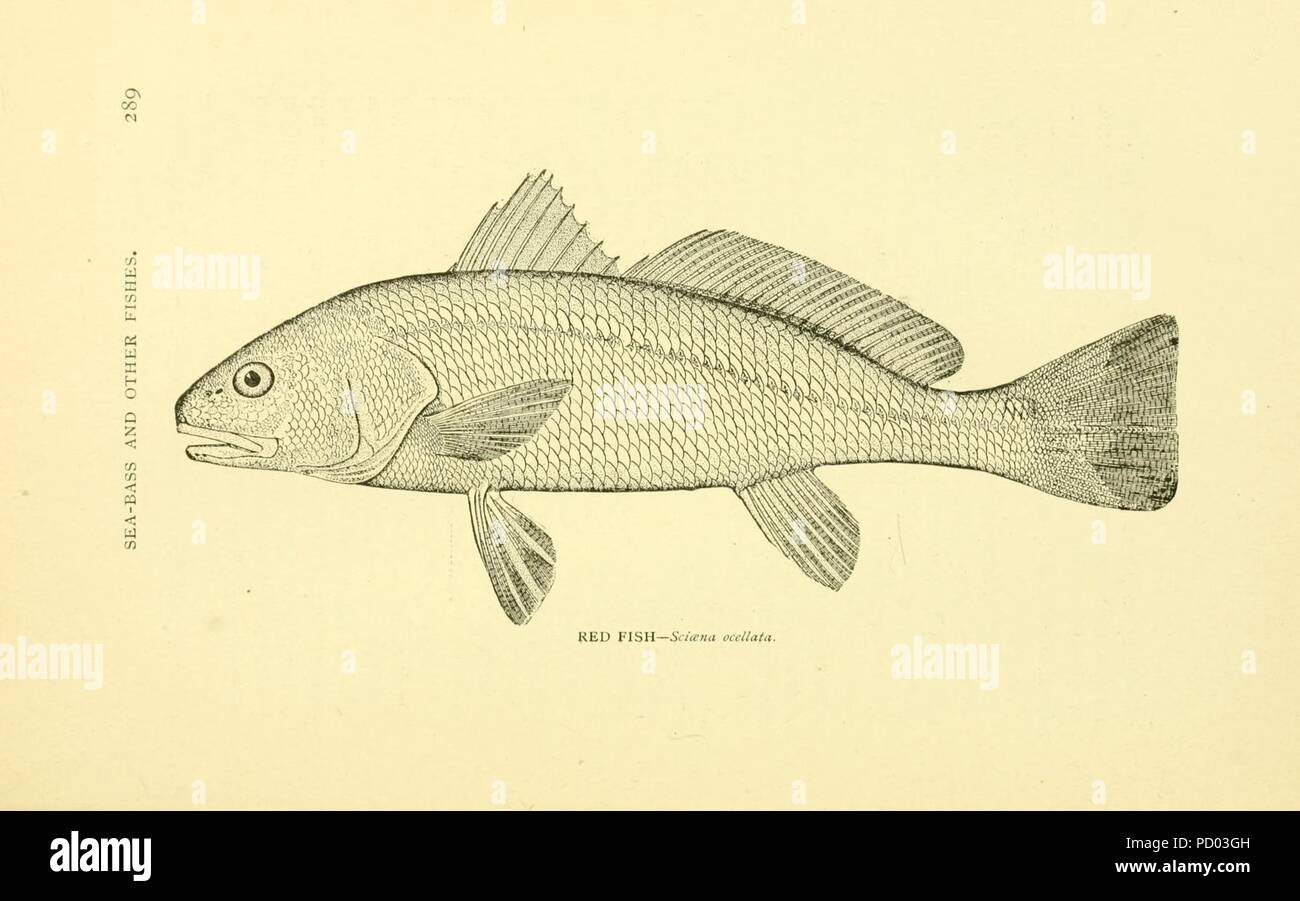 American game fishes (Page 289, Figure- Red Fish Stock Photo - Alamy