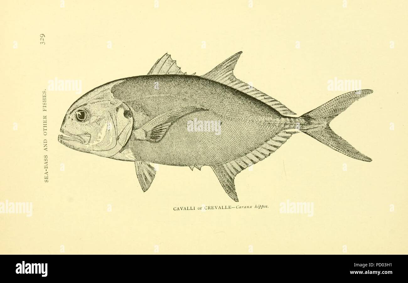 Crevalle hi-res stock photography and images - Alamy