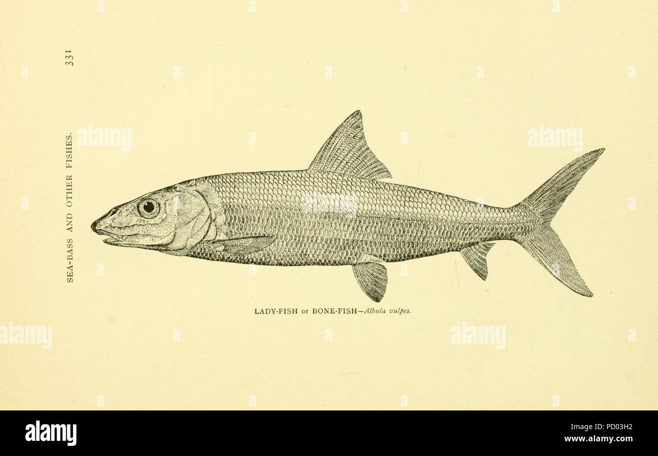 Lady fish hi-res stock photography and images - Alamy