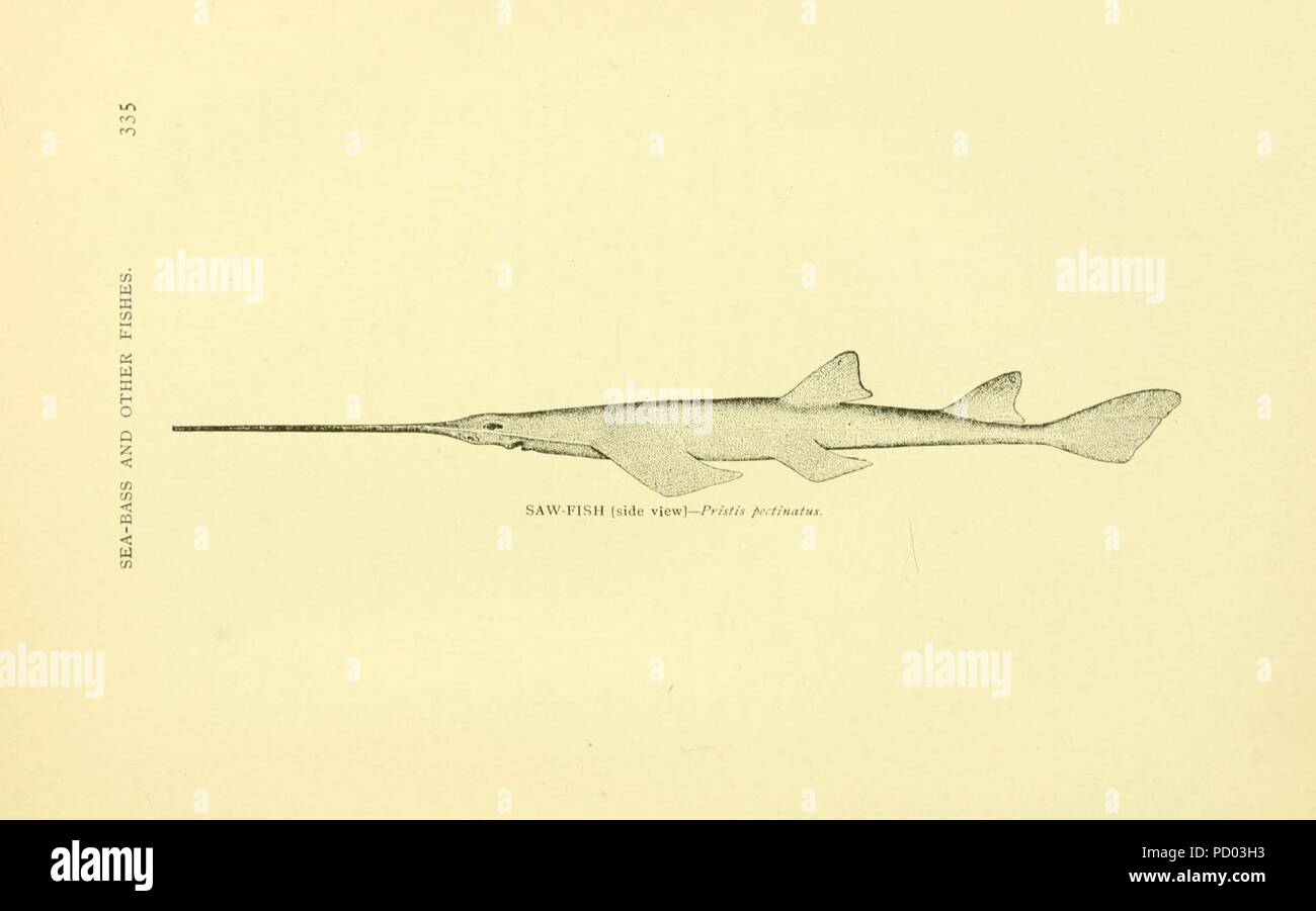 Saw fish hi-res stock photography and images - Alamy