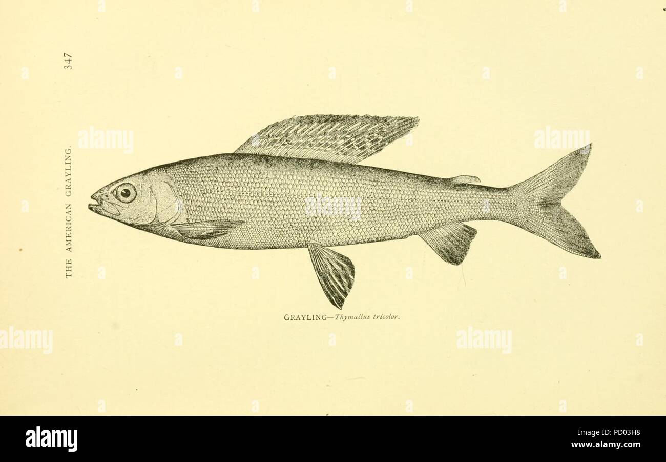 American grayling hi-res stock photography and images - Alamy
