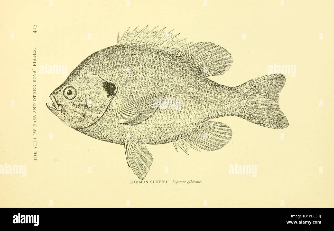 American game fishes (Page 413, Figure- Common Sunfish Stock Photo - Alamy