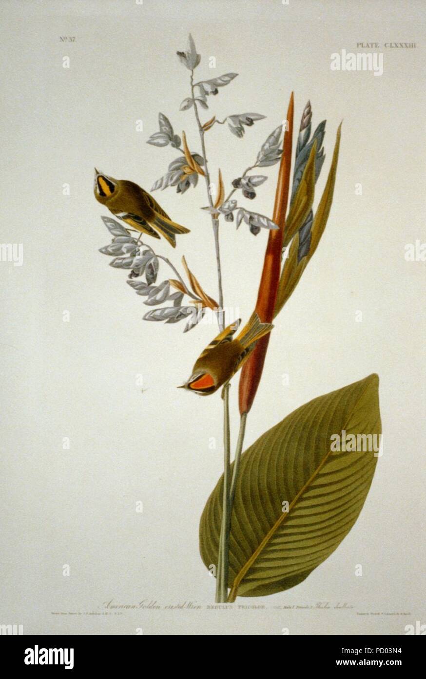 American golden crested wren hi-res stock photography and images - Alamy