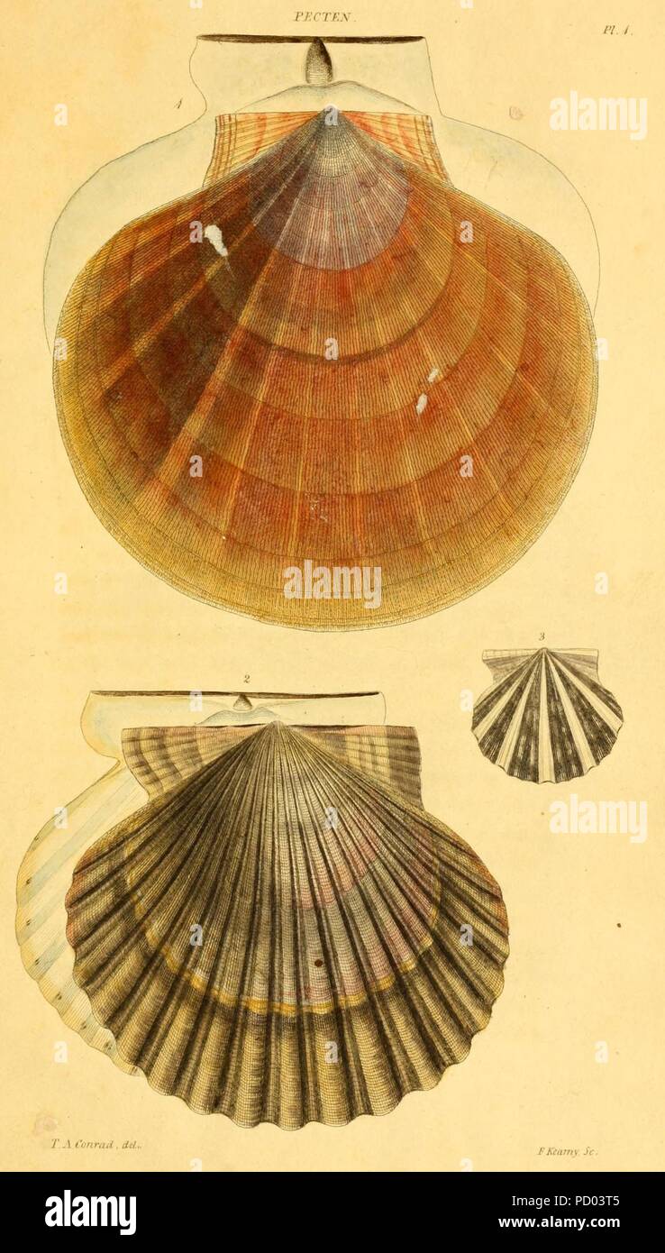 Marine conchology hi-res stock photography and images - Alamy