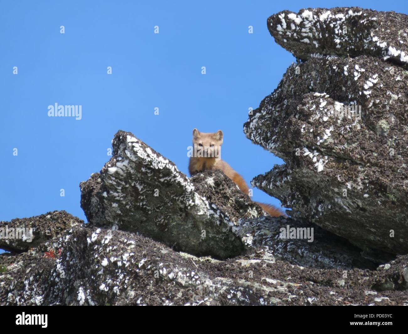 Vintage picture of marten hi-res stock photography and images - Alamy