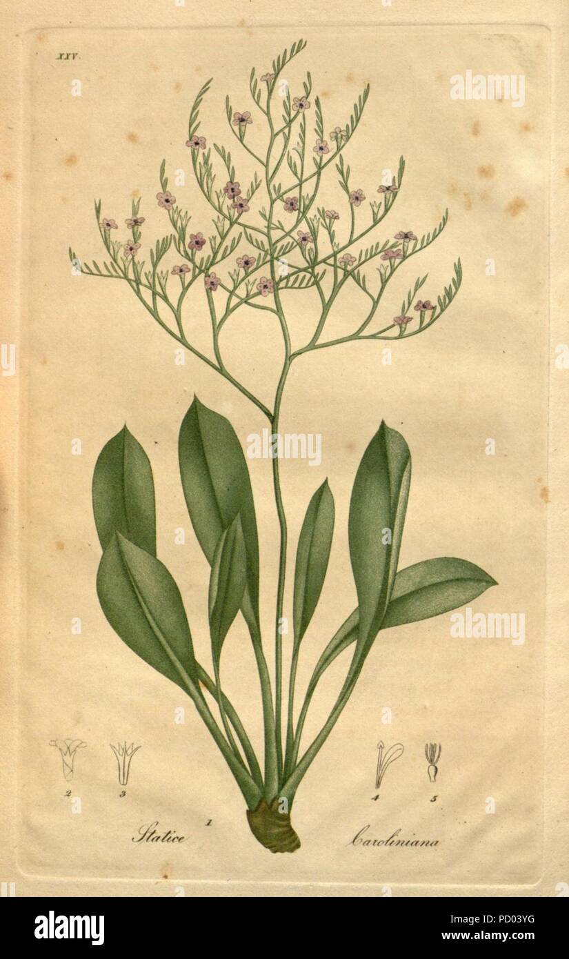 Medical botany hi-res stock photography and images - Alamy