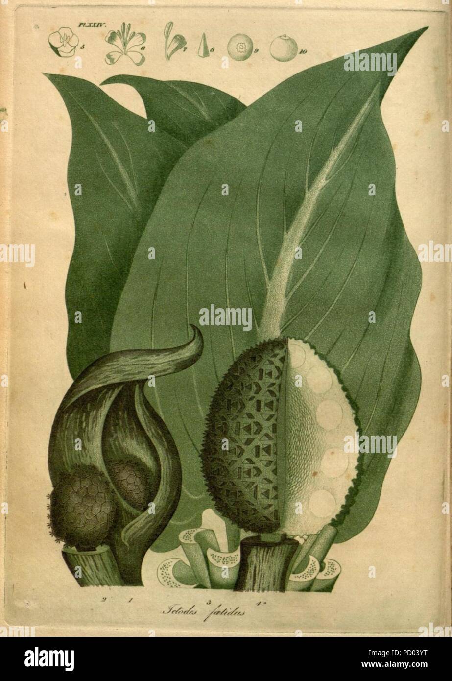Medical botany hi-res stock photography and images - Alamy