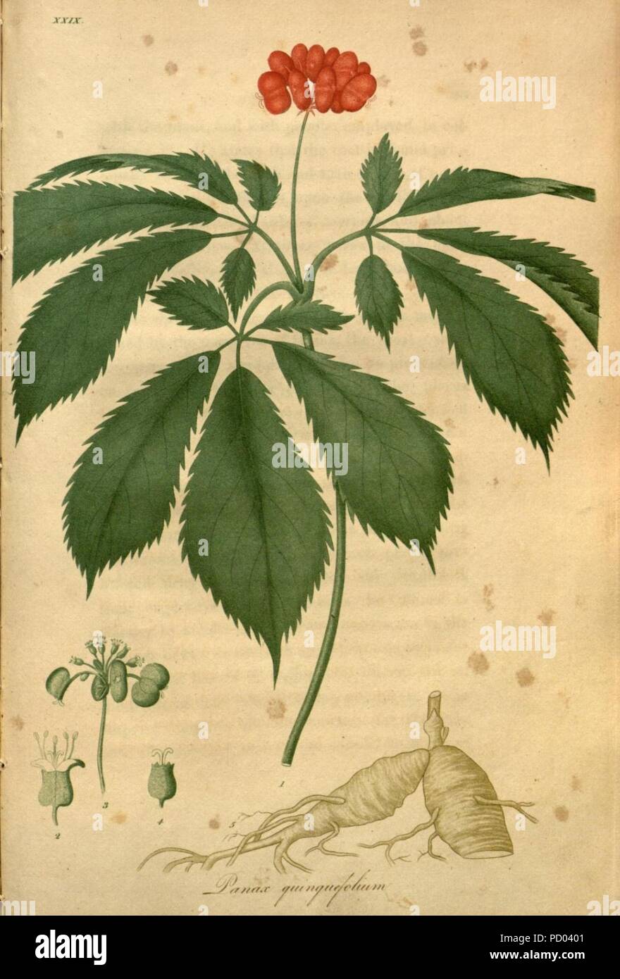 American medical botany Stock Photo - Alamy