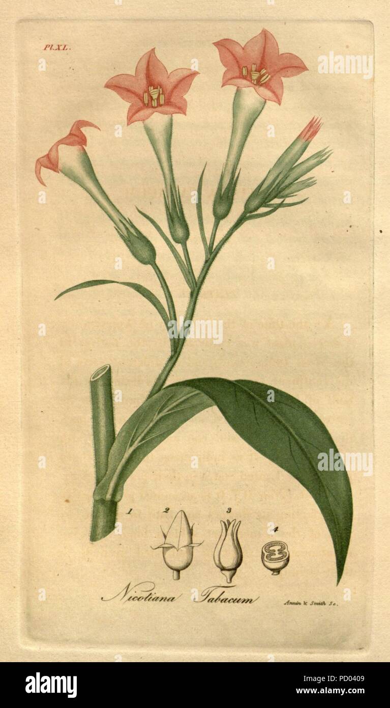 American medical botany Stock Photo - Alamy