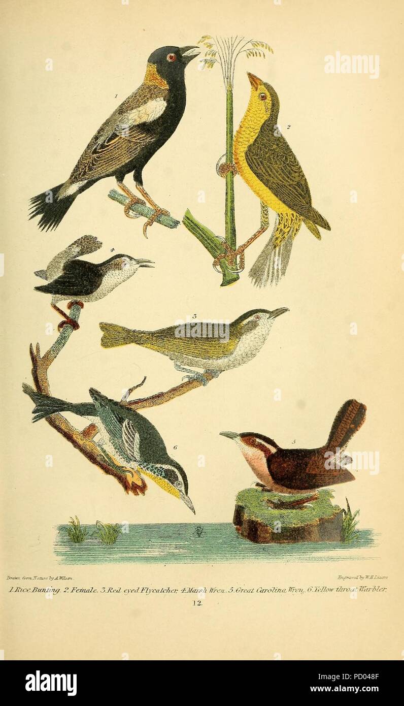 American ornithology; or, The natural history of the birds of the ...