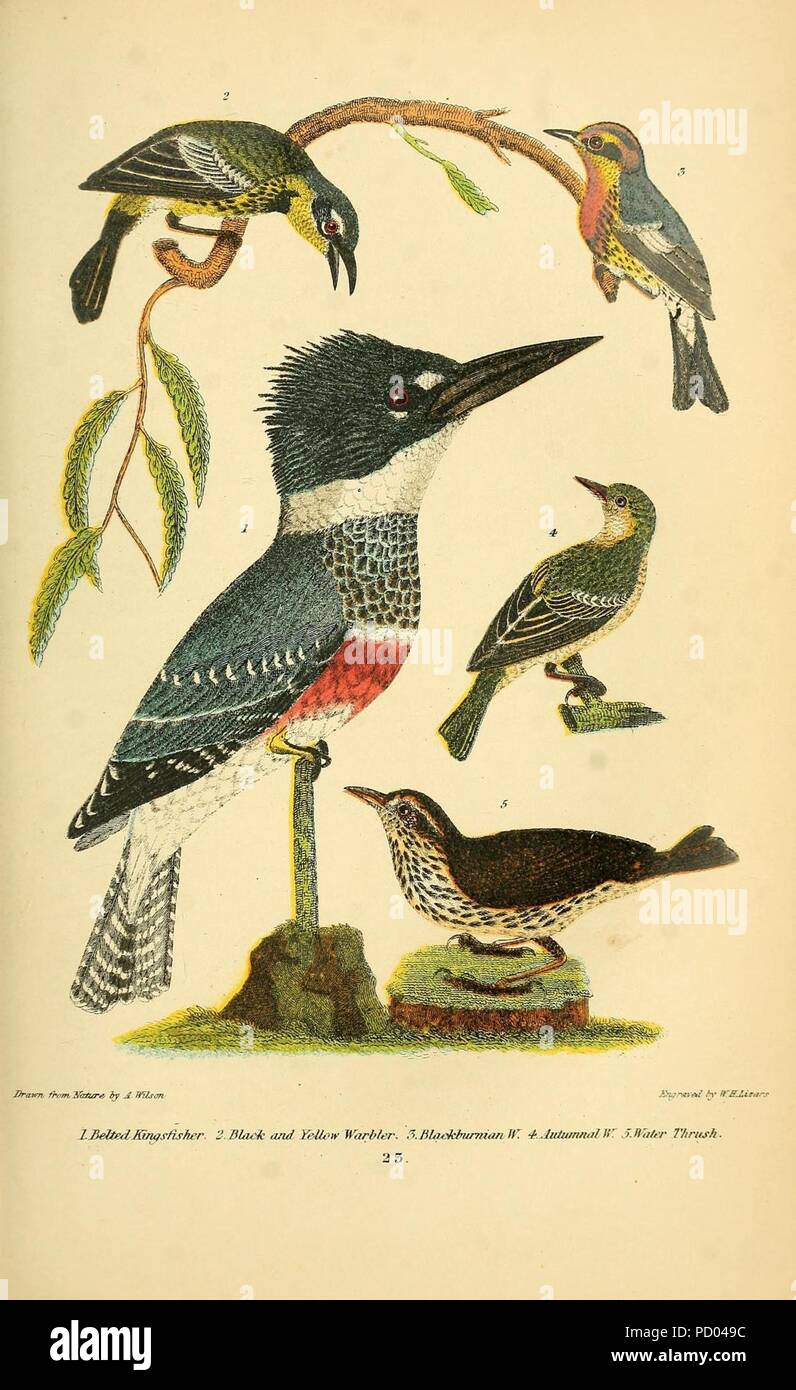 American ornithology; or, The natural history of the birds of the ...