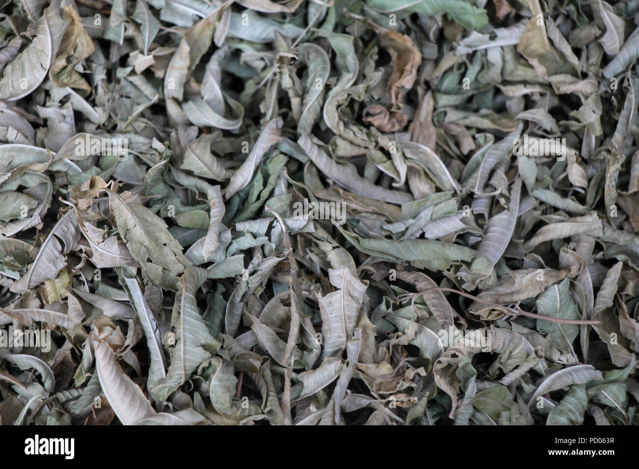 Dry herbal plants as food and remedy Stock Photo - Alamy