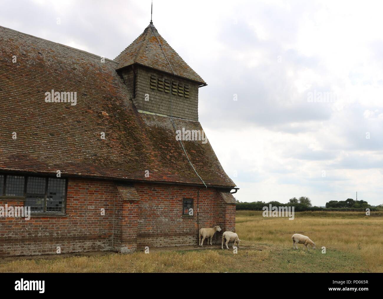 Romney sheep hi-res stock photography and images - Alamy